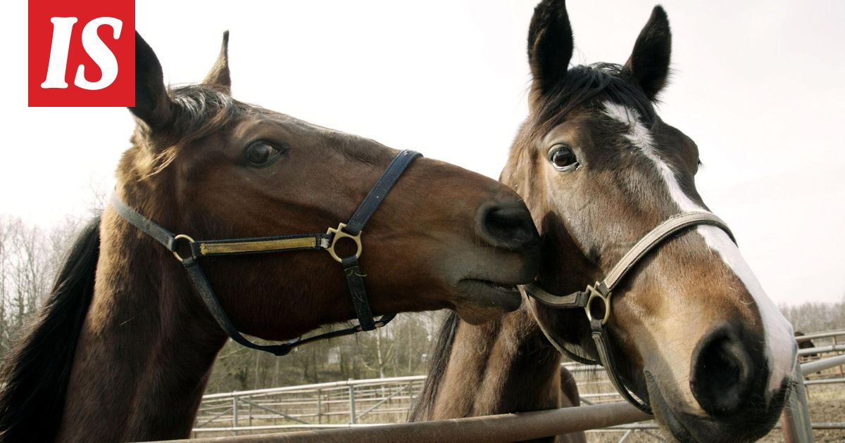 Fintoto testaa parannettua palautusprosenttia pelissään - Ilta-Sanomat