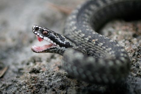 Käärmetuntija arvioi kyystä levinneitä myyttejä - Ilta-Sanomat