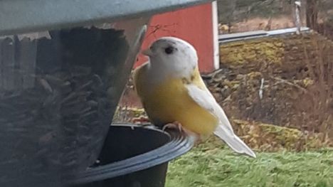 Onko joltain kanarialintu hukassa, kyseltiin Sastamalassa – Oudon ...