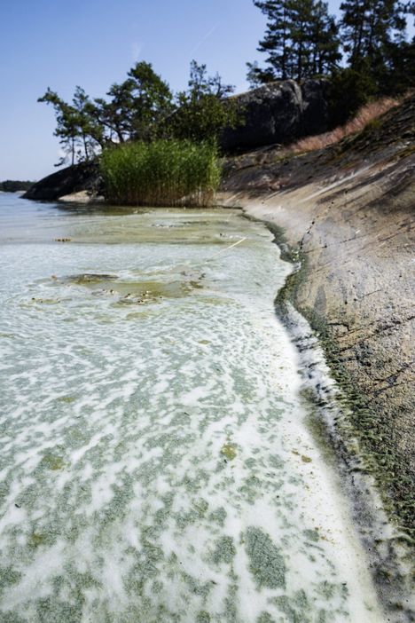 Sinilevä valtaa alaa – näin tunnistat vaaran merkit - Ilta-Sanomat