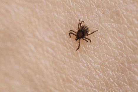 Suomen punkkivaaravyöhyke laajeni – katso, asutko riskialueella - Ilta ...