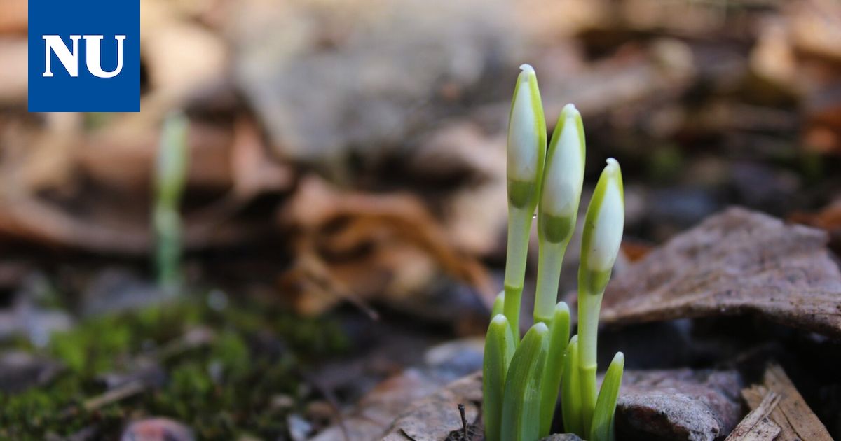 Kevät on tulossa, todistavat tuoreet lukijoiden kuvat - Nokian Uutiset