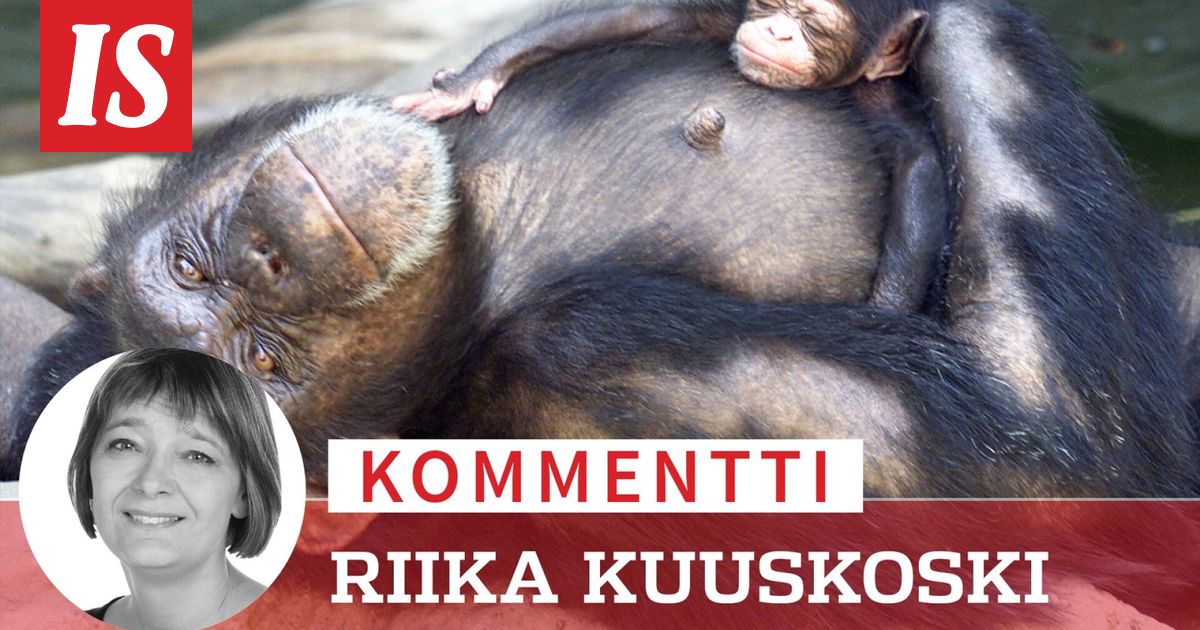 Kommentti: Simpanssi Garbo on isoäitien sankari - Ilta-Sanomat