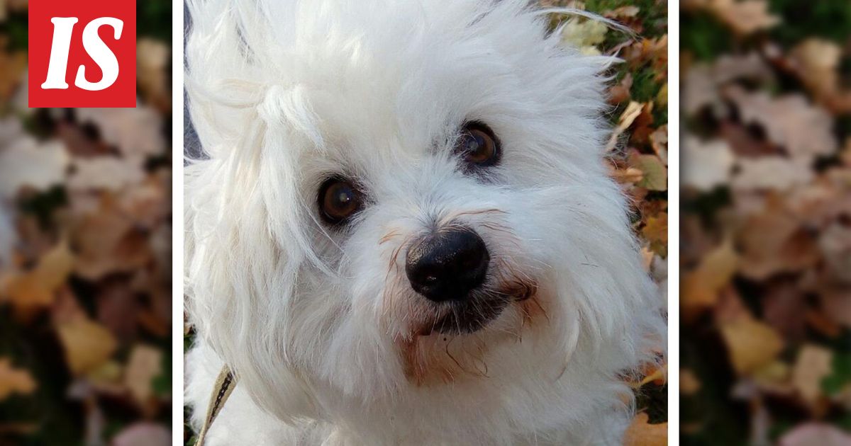 Iso koira hyökkäsi Mynämäellä – kaatoi omistajan ja raateli Manu-koiran ...