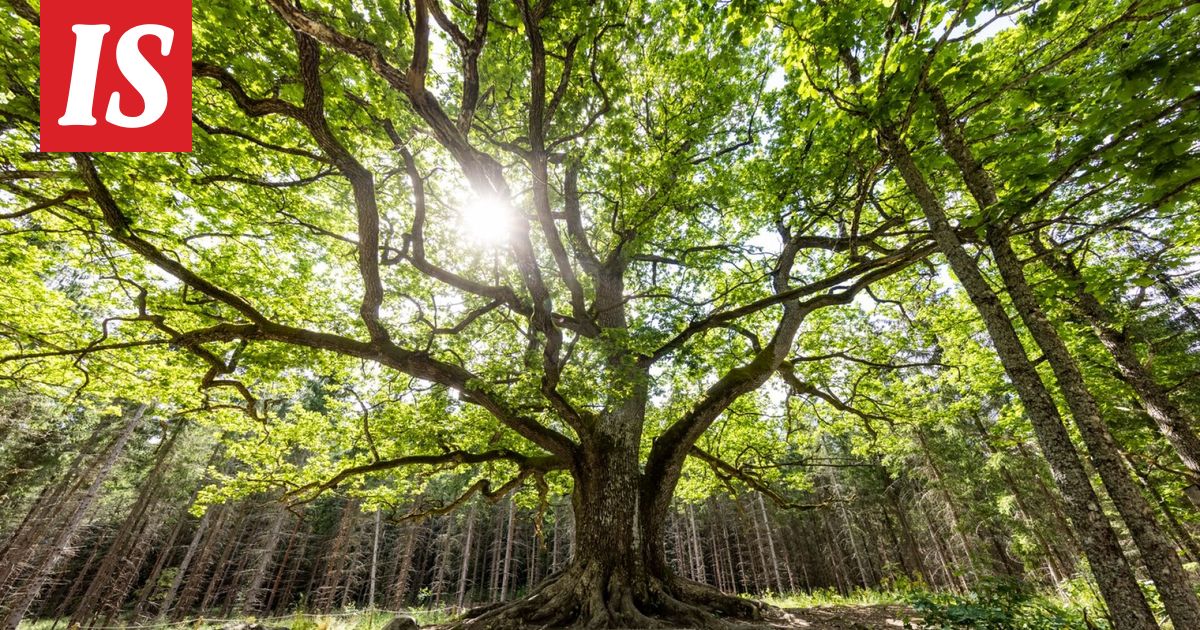 Testaa, miten hyvin tunnistat Suomen puut! Parhaat saavat kuvavisasta ...