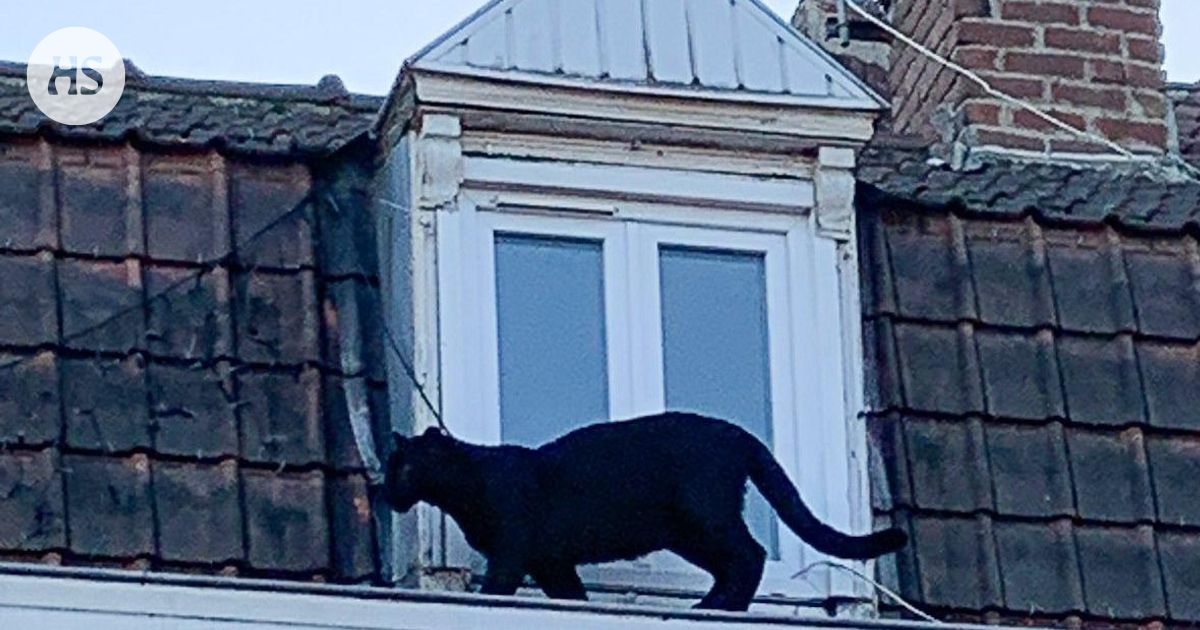 Kaupungin katoilla seikkaillut musta pantteri varastettiin ...