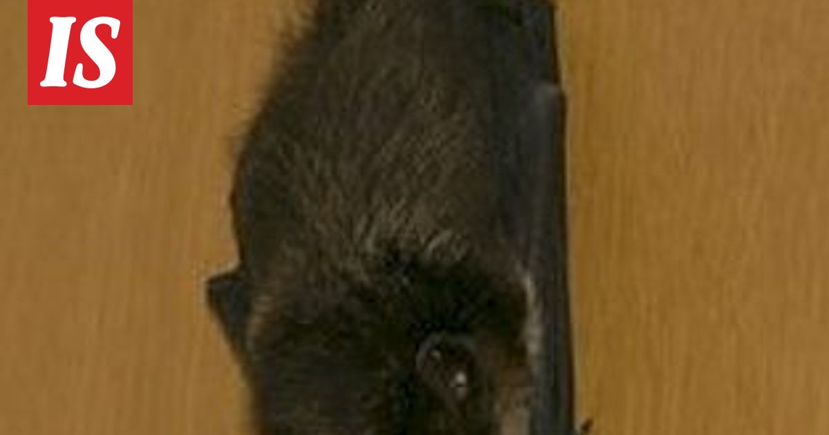 Lepakko lenteli kerrostaloasunnossa - Ilta-Sanomat