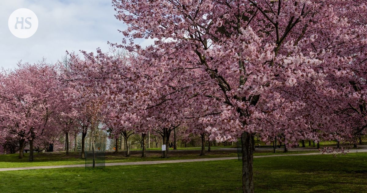Väärin leikattujen kirsikkapuiden korvauksista syntyi kiista Helsingissä | HS.fi