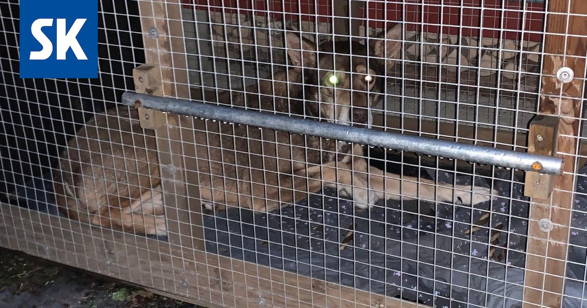 Rescue-koira selviytyi kolme vuotta metsässä kunnes loukutettiin ...