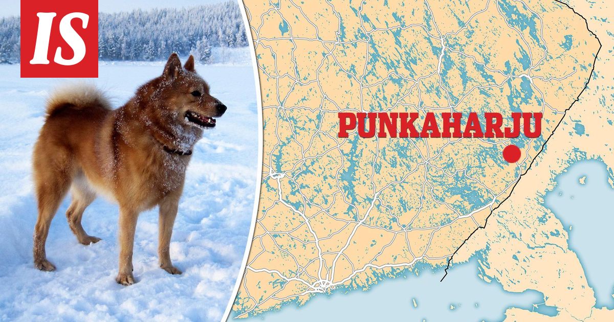 Punkaharjulla maan alle kadonnut pystykorva pysyy luolassaan ...