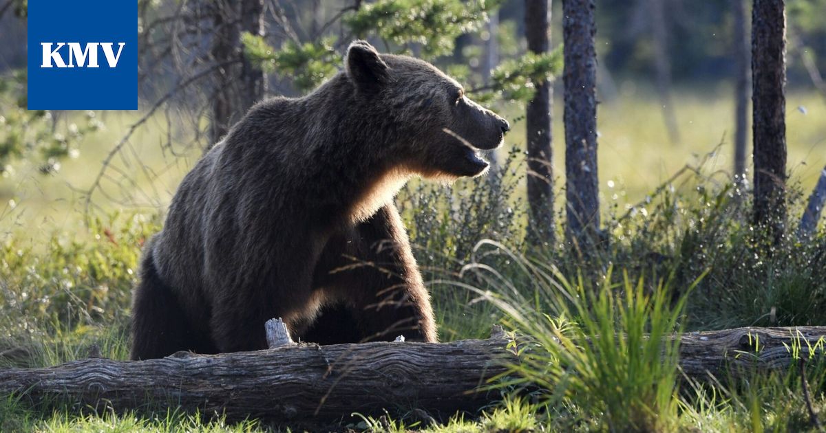 Kolhon karhun karkotuslupa on päättymässä - KMV-lehti