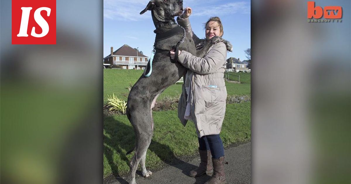 Maailman suurin koira on vaikuttava näky – takajaloillaan yli 228 ...