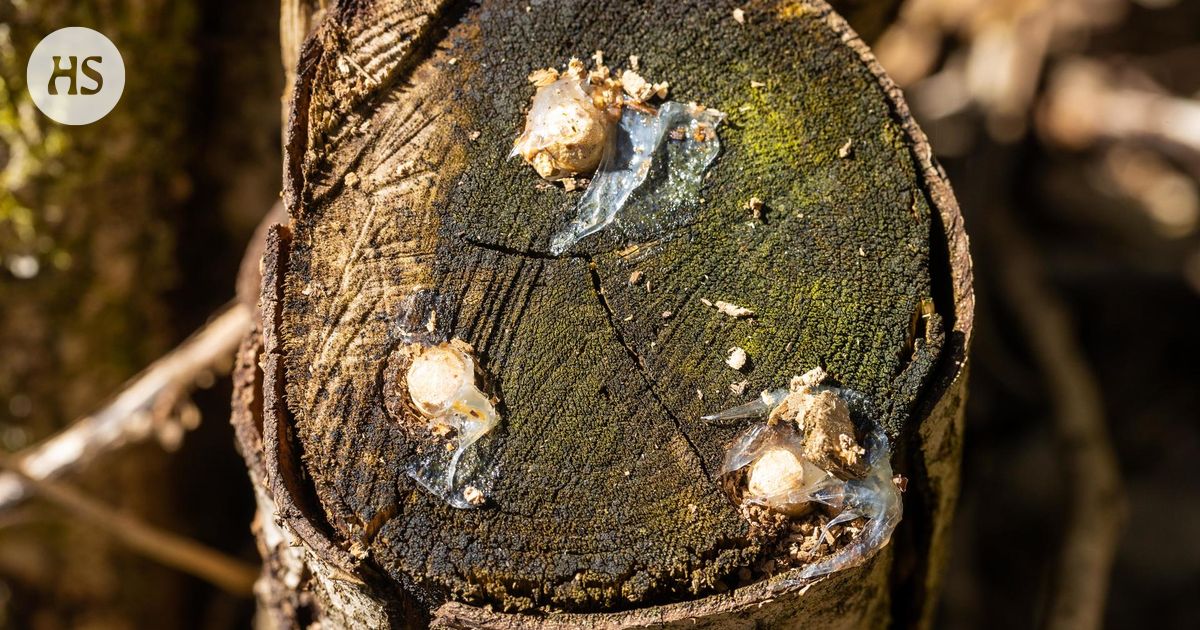 Luonnontuotteille on kysyntää erityisesti Aasiassa, ja sen vuoksi ...