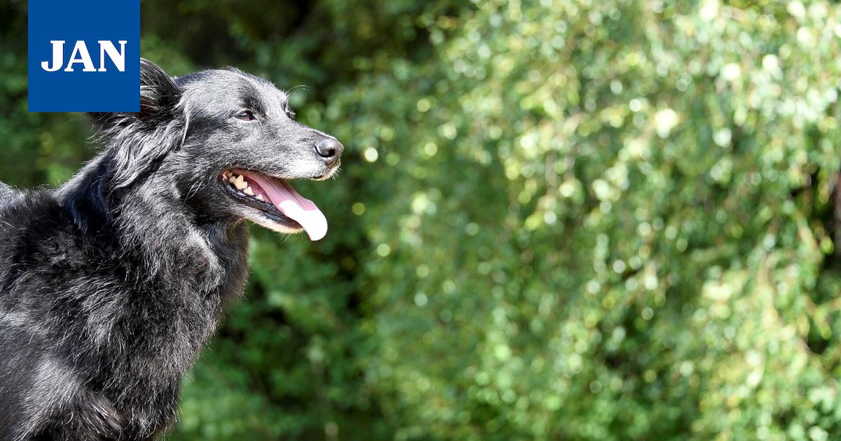 Agilityn SM-kisat keräävät Janakkalaan koiraharrastajia ympäri Suomen ...