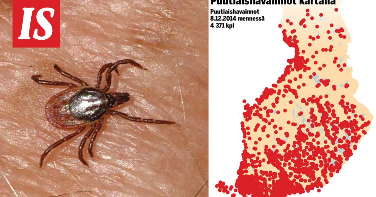 Venäjältä Suomeen tullut vaarallinen punkki levinnyt jo laajalle – yksi ...