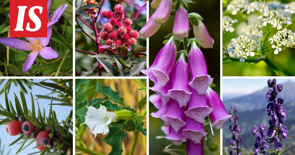 Tässä ovat Suomen myrkyllisimmät kasvit - Ilta-Sanomat
