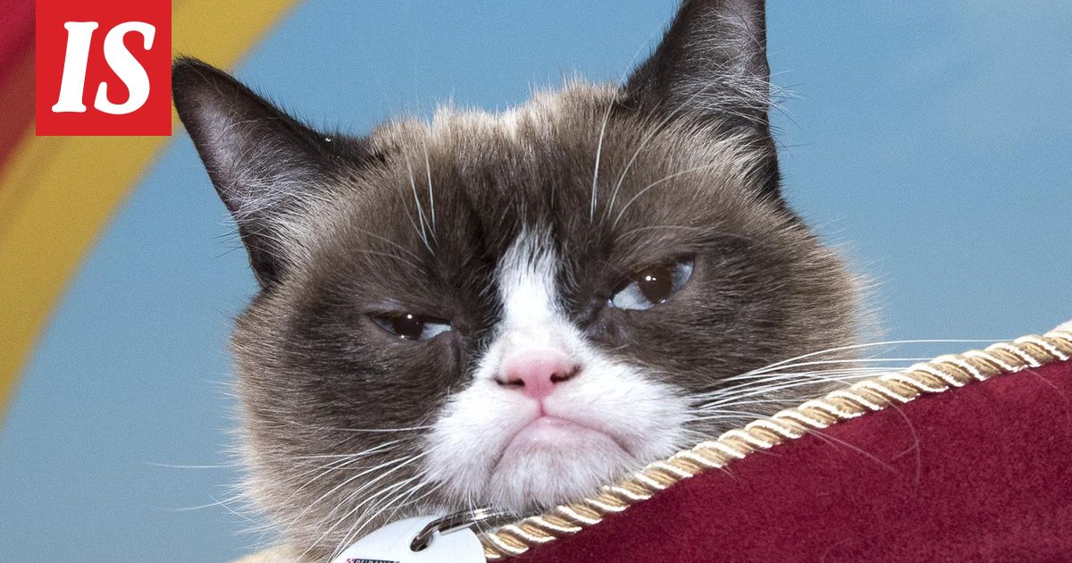 Maailman tunnetuin somekissa Grumpy Cat on kuollut - Ilta-Sanomat