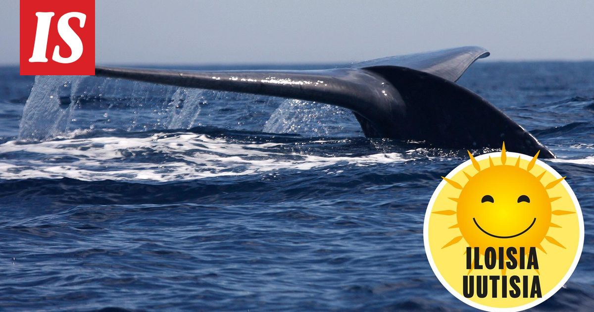 Sinivalas ui taas vesillä, joilta se katosi 50 vuotta sitten ...