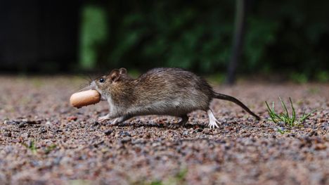 Turussa on tehty tänä vuonna poikkeuksellisen paljon rottahavaintoja ...