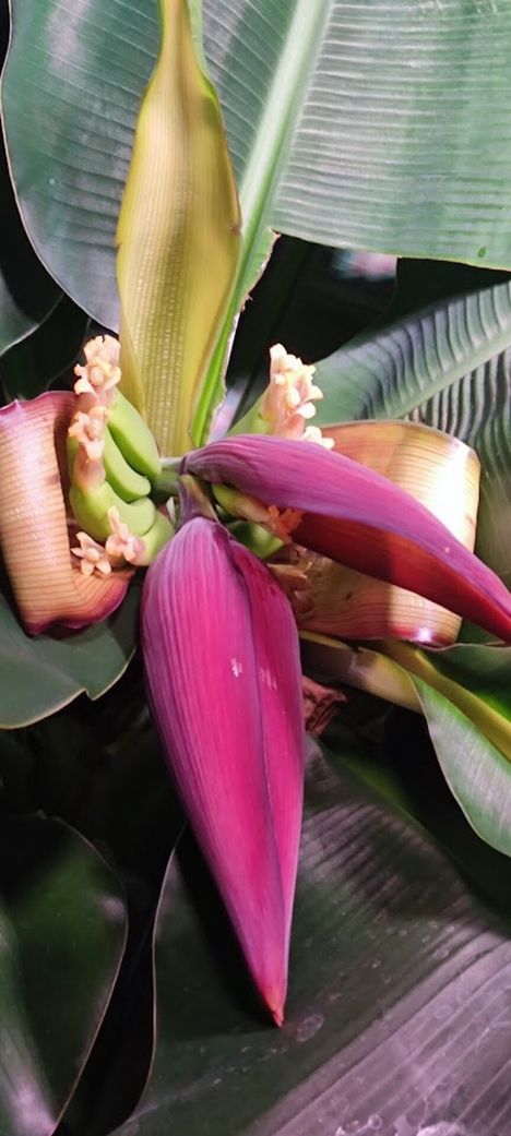 Sadun banaanipuu tuotti yllätyksen - Ilta-Sanomat