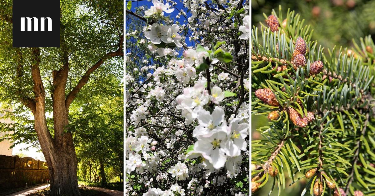 Suomen puut: nämä lajit suomalaiset tunnistavat - Ilta-Sanomat