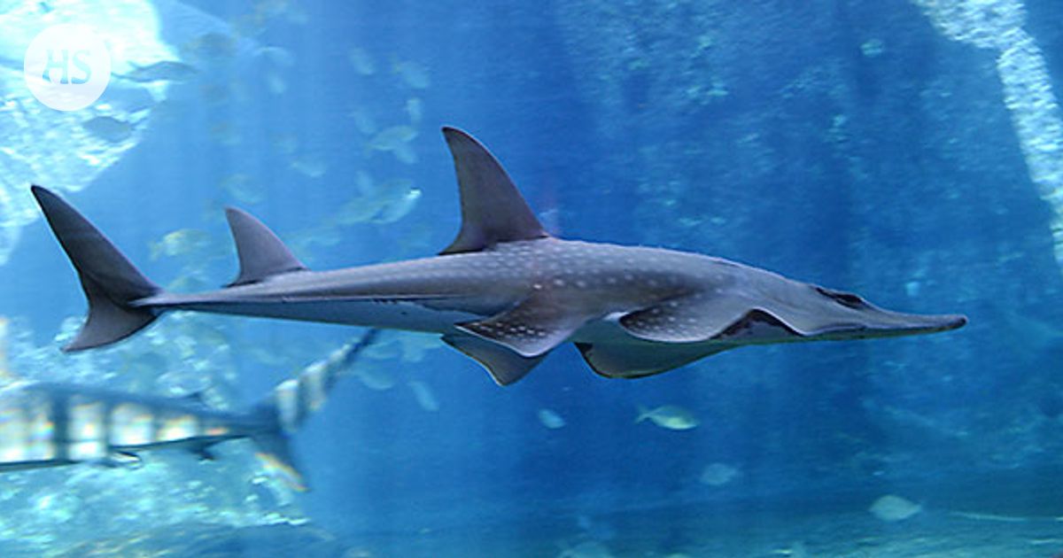 Rausku ei osaa räpyttää, mutta vetää silmänsä syvälle päähän | HS.fi