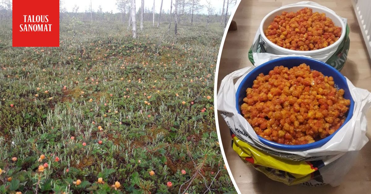 ”Hillahulluus” riivaa Anttia: Poimii vuosittain yli sata kiloa lakkaa ...
