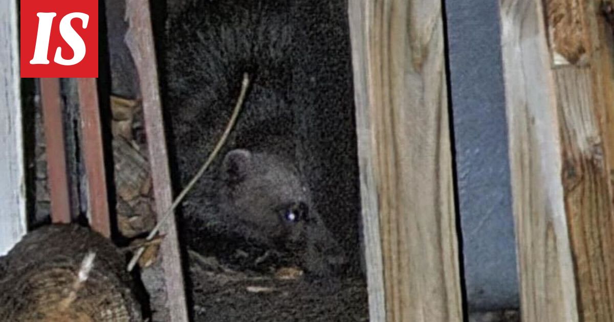 Turun ahma päästettiin vapauteen - Ilta-Sanomat