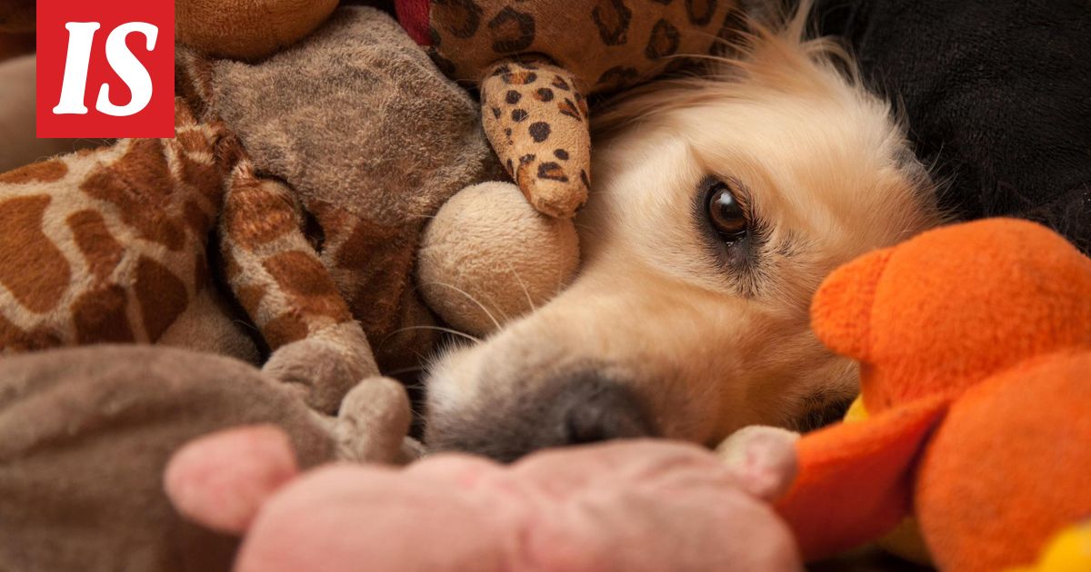 Voiko tämä sairaus tarttua koirasta ihmiseen? ”Ei helposti, mutta on mahdollista” - Ilta-Sanomat