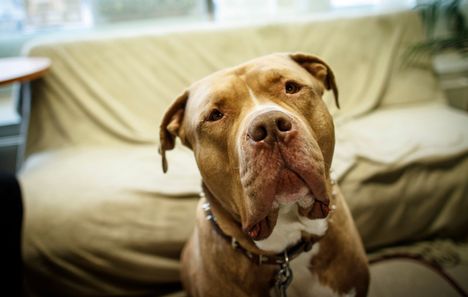 Tamperelaisella Pertillä on todella iso koira – ohikulkijat väistävät ...