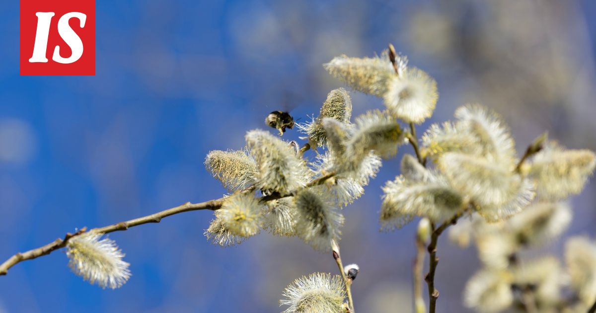 Tiedätkö, miksi helatorstai on vapaapäivä? - Ilta-Sanomat
