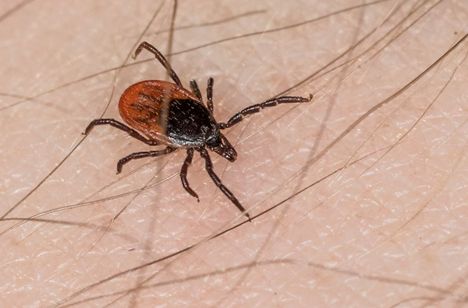 Tältä punkit näyttävät eri kehitysvaiheissa - Ilta-Sanomat