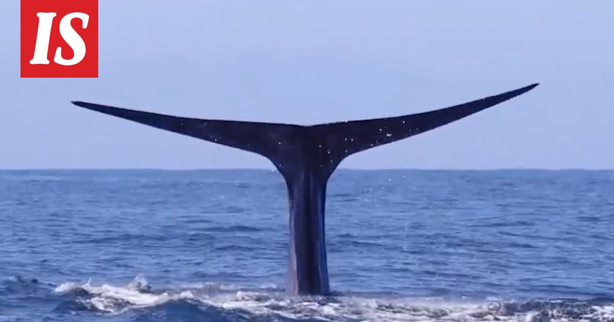 30-metrinen sinivalas tallentui videolle Kaliforniassa - Ilta-Sanomat