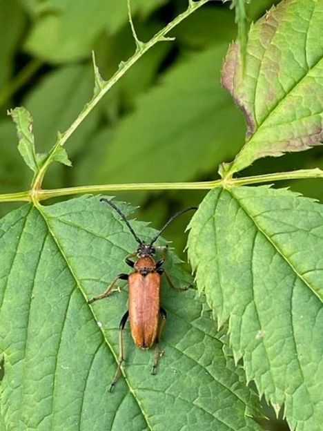 Kaunis siivekäs teki Kangasalla reikäjuustoa puutarhan angervoista ...