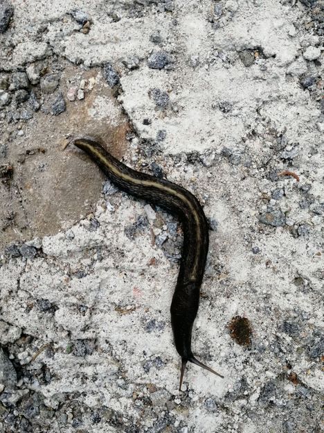 Moron luontotohtori vastaa: Kuvassa on Euroopan suurin maaetanalaji ...