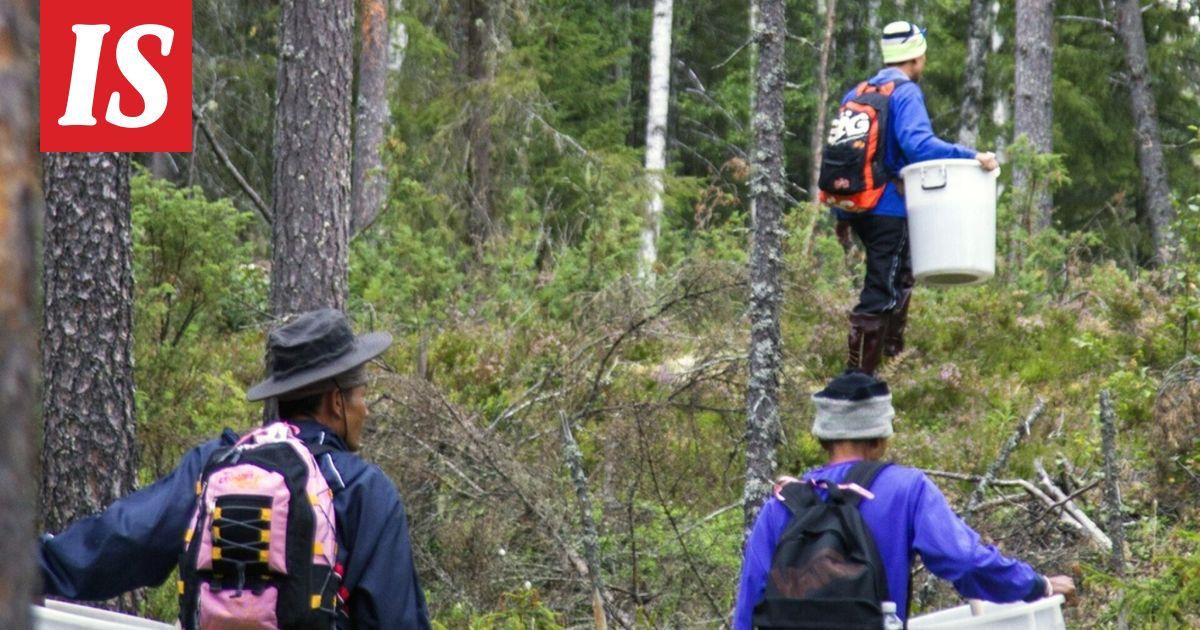 KRP tutkii thaimaalaisten marjanpoimijoiden Suomeen tuloon liittyvää korruptiota - Ilta-Sanomat