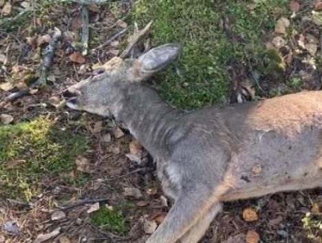 Ylöjärveläismies löysi pihaltaan puoliksi syödyn kauriin