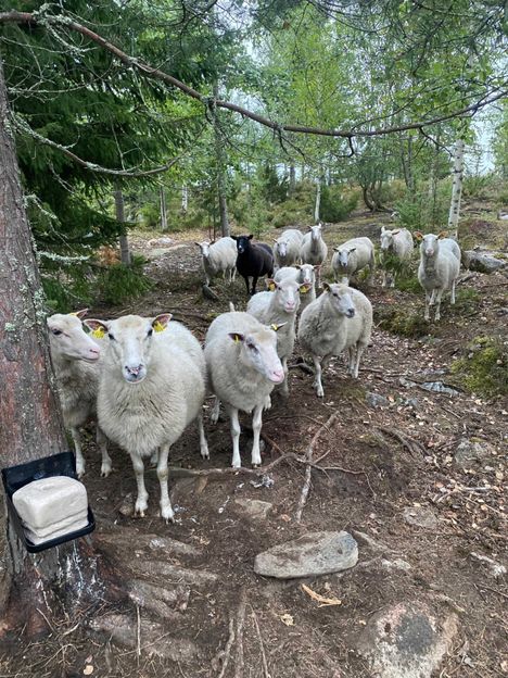 Markku-lammas joutui pahaan pulaan Jyväskylässä - Ilta-Sanomat