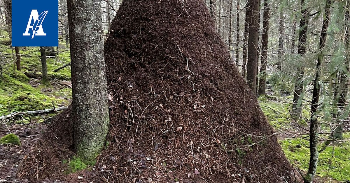 Tampereelta löytyi ehkä satavuotias muurahaiskeko