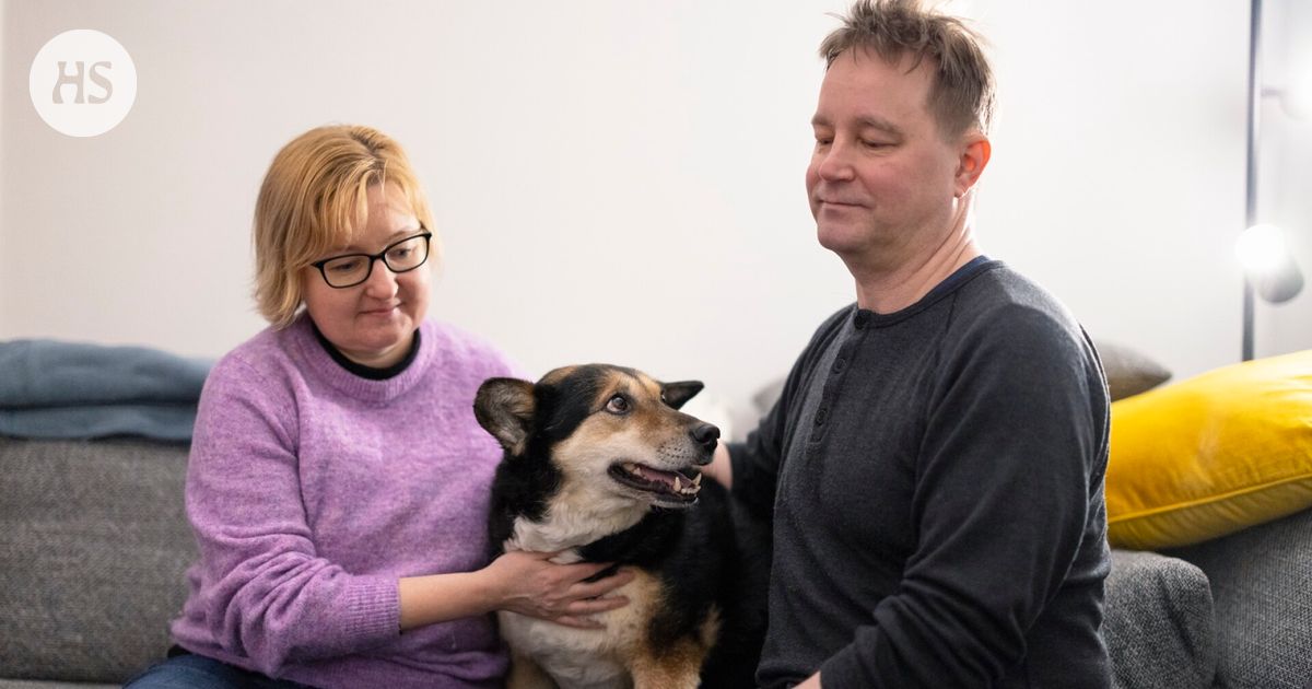 Viipurilainen rescue-koira löysi kodin Helsingistä, vaikka ...