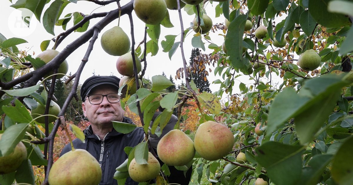 Kuopion Pellesmäessä on yli tuhannen hedelmäpuun ”elävä geenipankki ...