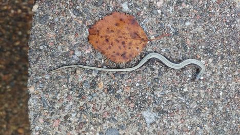 Käärmeen näköinen, mutta ei myrkkyhampaita – Puuliiterin luota löytyi ...
