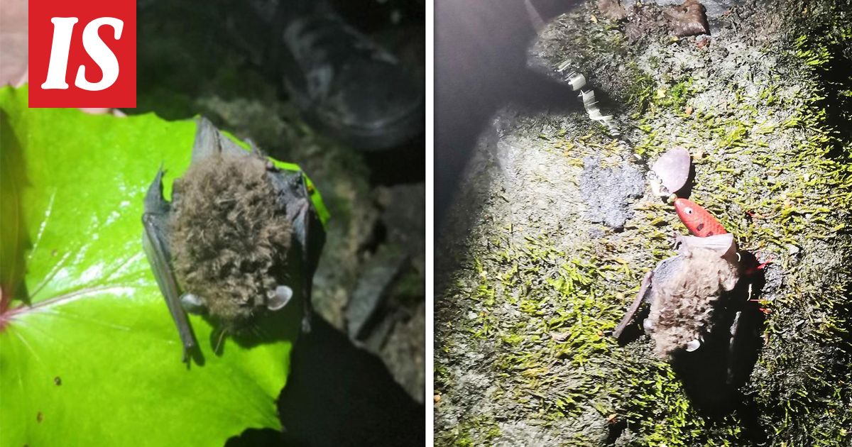 Vantaanjoella kalastamassa olleet kaverukset kokivat yöllä yllätyksen – uistimeen tarttui kalan ...