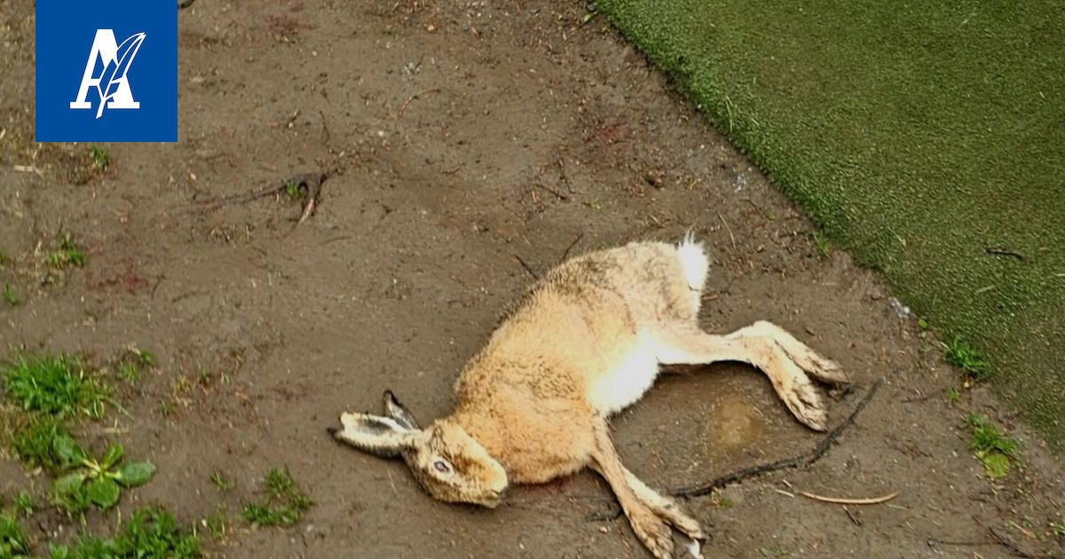 Ampuiko joku rusakoita tamperelaisessa puistossa? – Kuva: Kuolleen ...