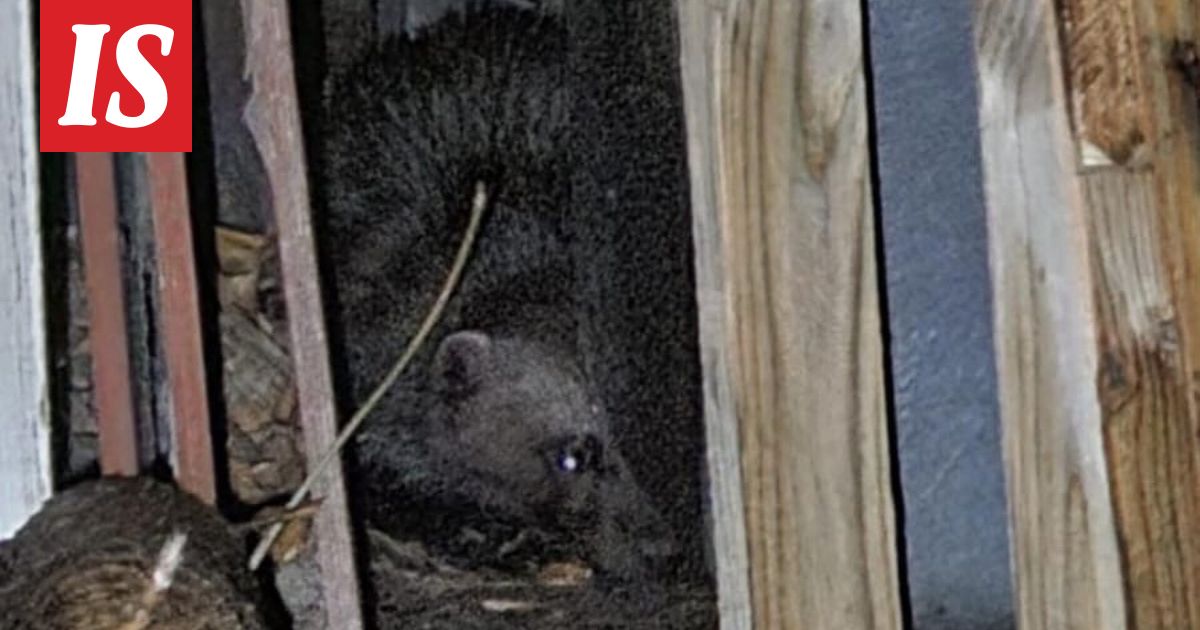 Ahma saatiin kiinni Turussa - Ilta-Sanomat