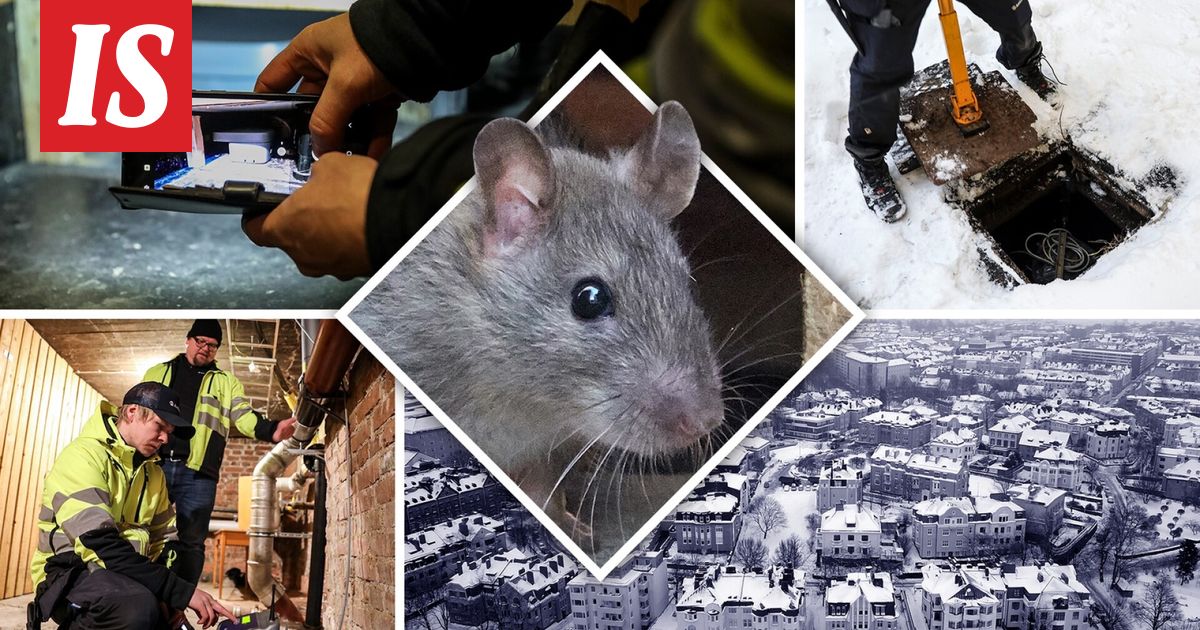 Rotta Suomessa: katso, missä niitä on eniten - Ilta-Sanomat