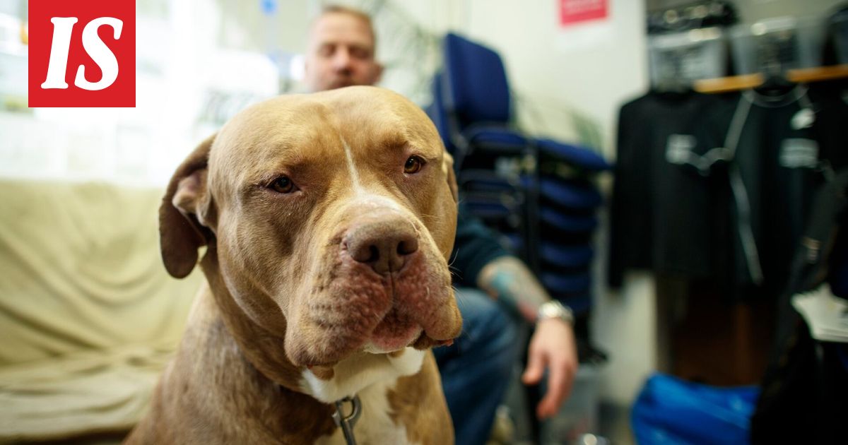 Tamperelaisella Pertillä on todella iso koira – ohikulkijat väistävät ...