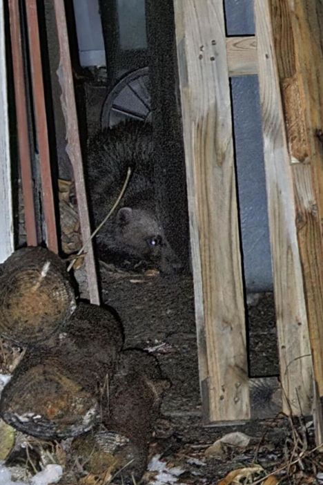 Turun keskustassa liikkuu ahma - Ilta-Sanomat