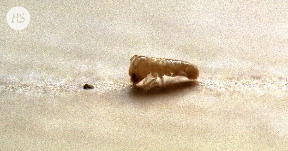 Tutkimus: Oma uloste suojelee termiittejä | HS.fi