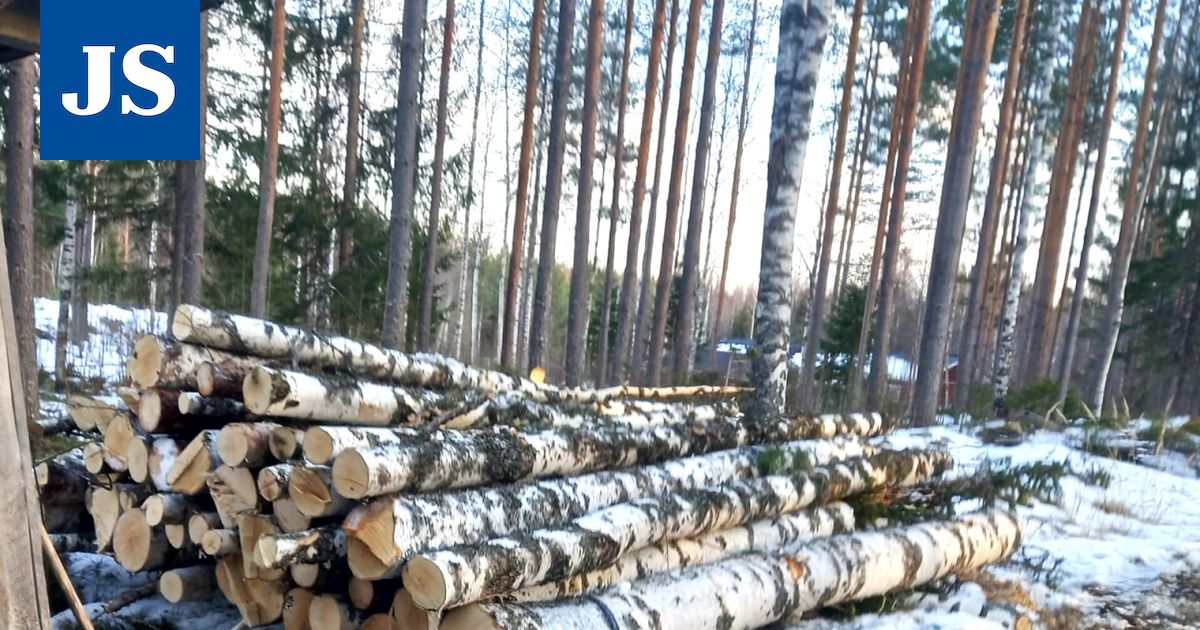 Koivut nurin ja klapeiksi - Jämsän Seutu